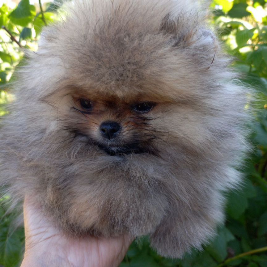 Померанский шпиц