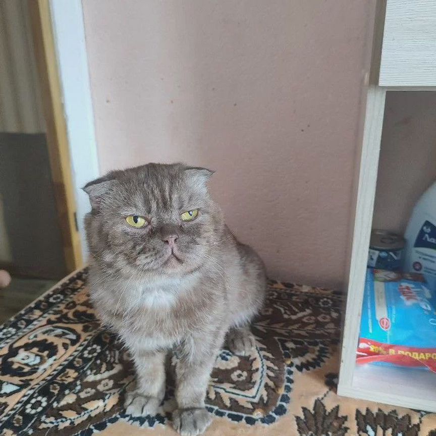 Шотландца выбросили