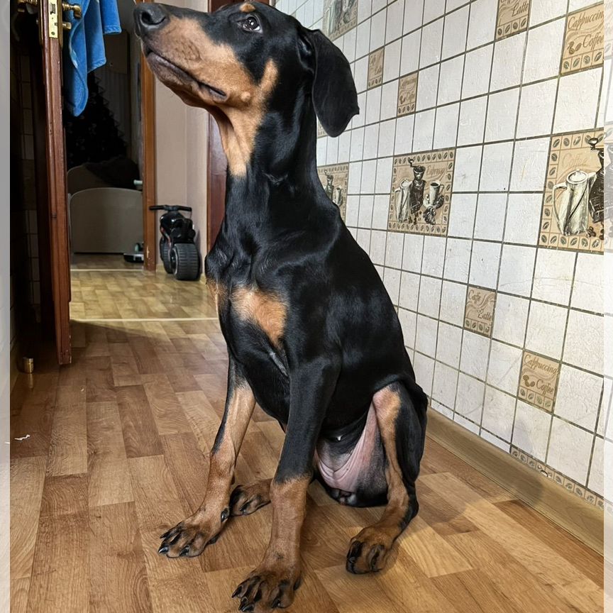 Доберман, щенок