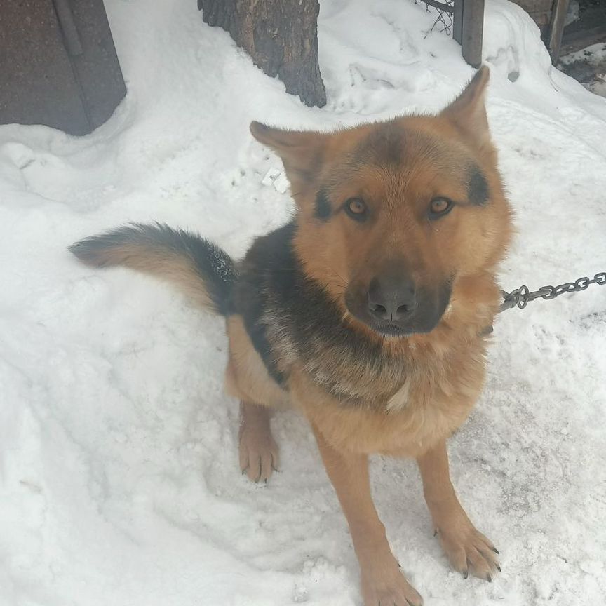 Немецкая овчарка, взрослый пёс