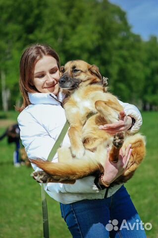 Чудесный пёсик Нео из приюта