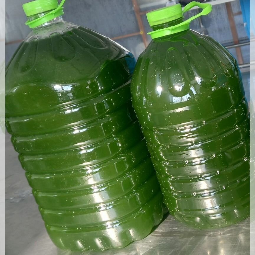 Хлорелла для пруда и растений