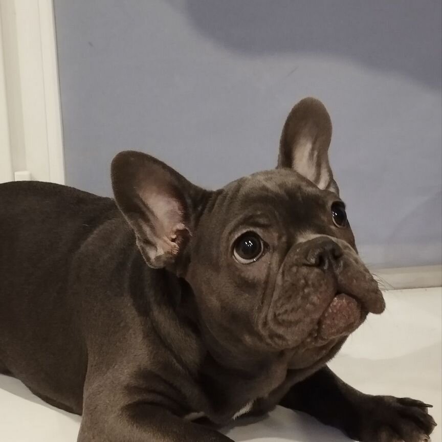 Французский бульдог голубой