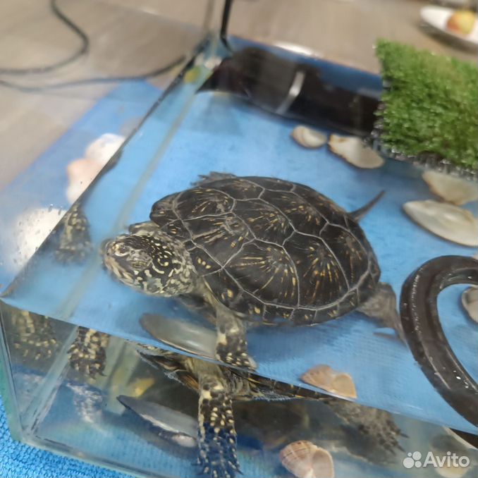 Черепаха с аквариумом+фильтр и корм