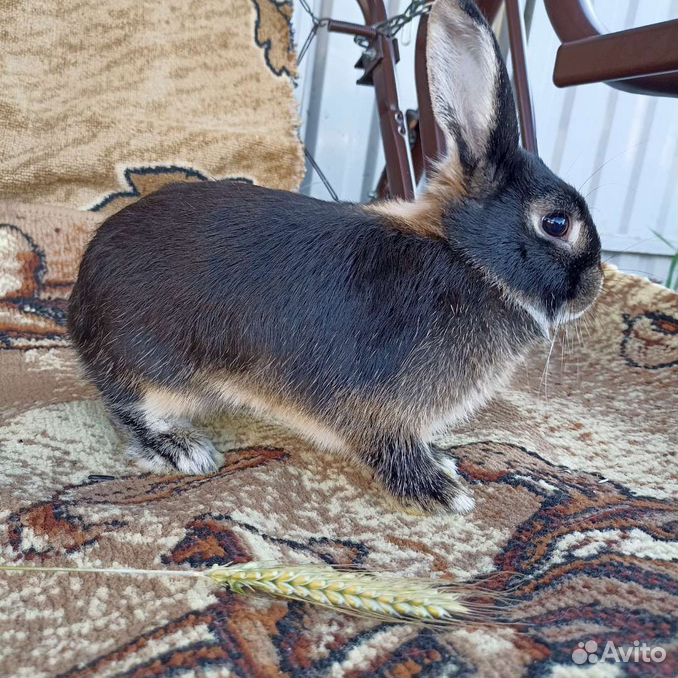 Декоративный кролик, домашний мини