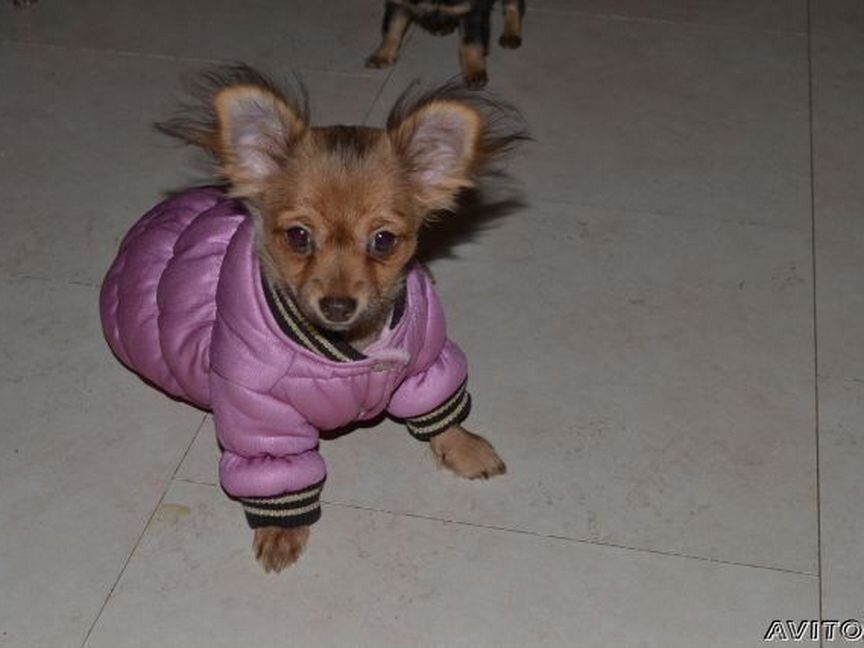 Одежда для собак
