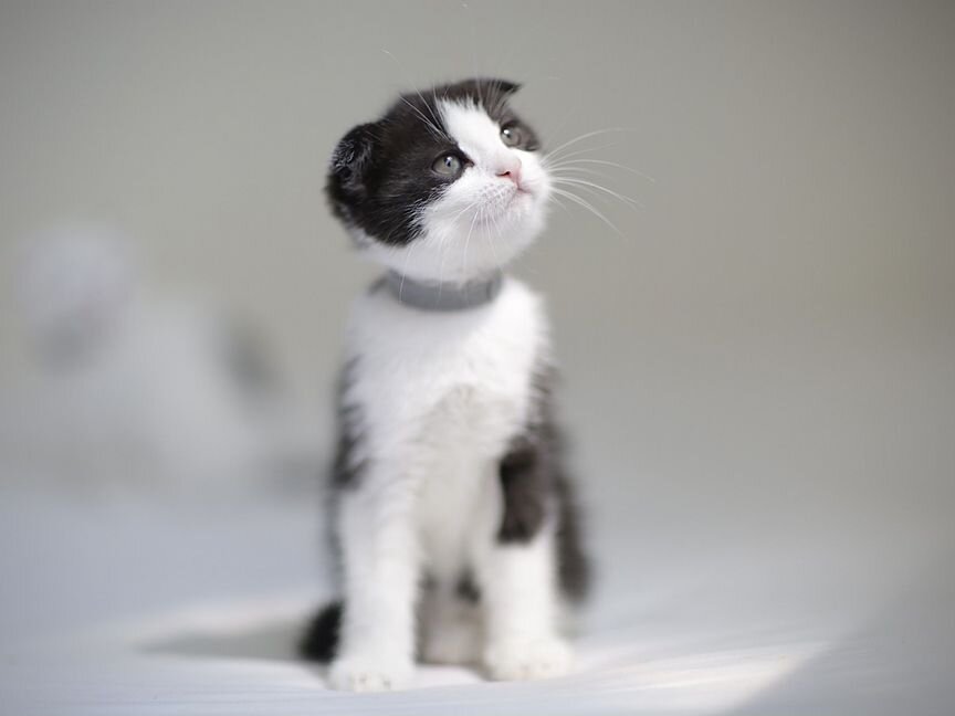 Шотландские вислоухие котята мальчики