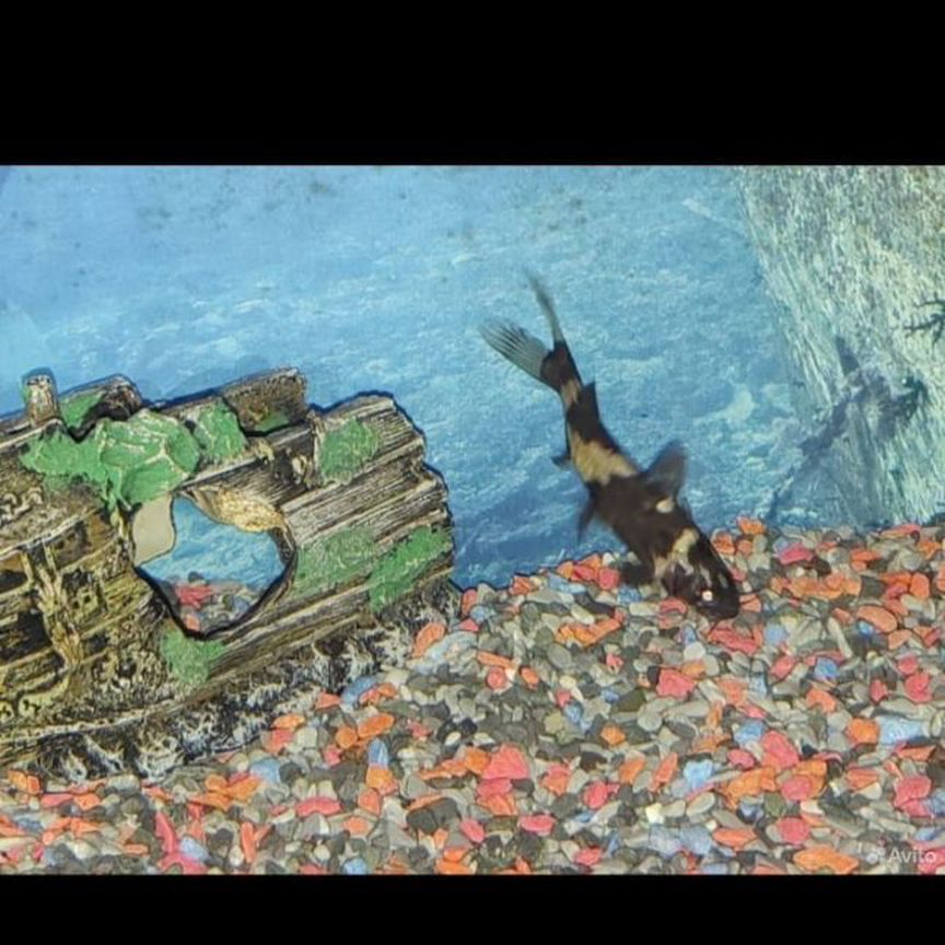 Рабка аквариумная