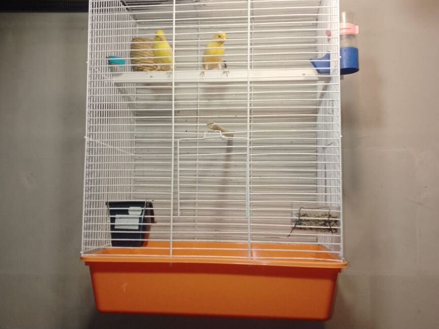 Канарейки пара