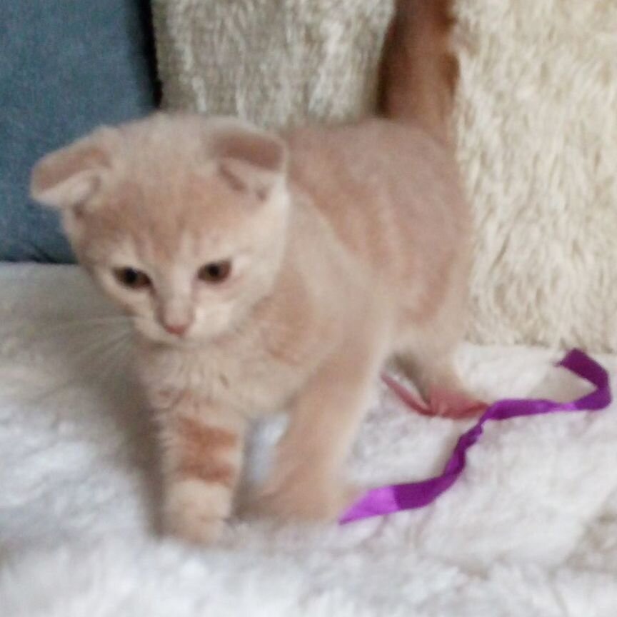 Шотландский вислоухий короткошёрстный котёнок