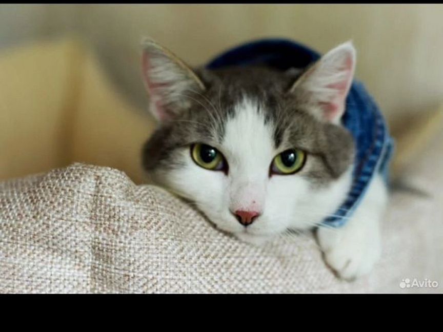 Котик Оскар