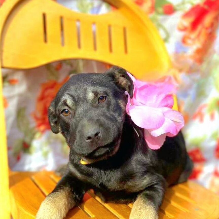 Знойная красотка Шейла ищет дом