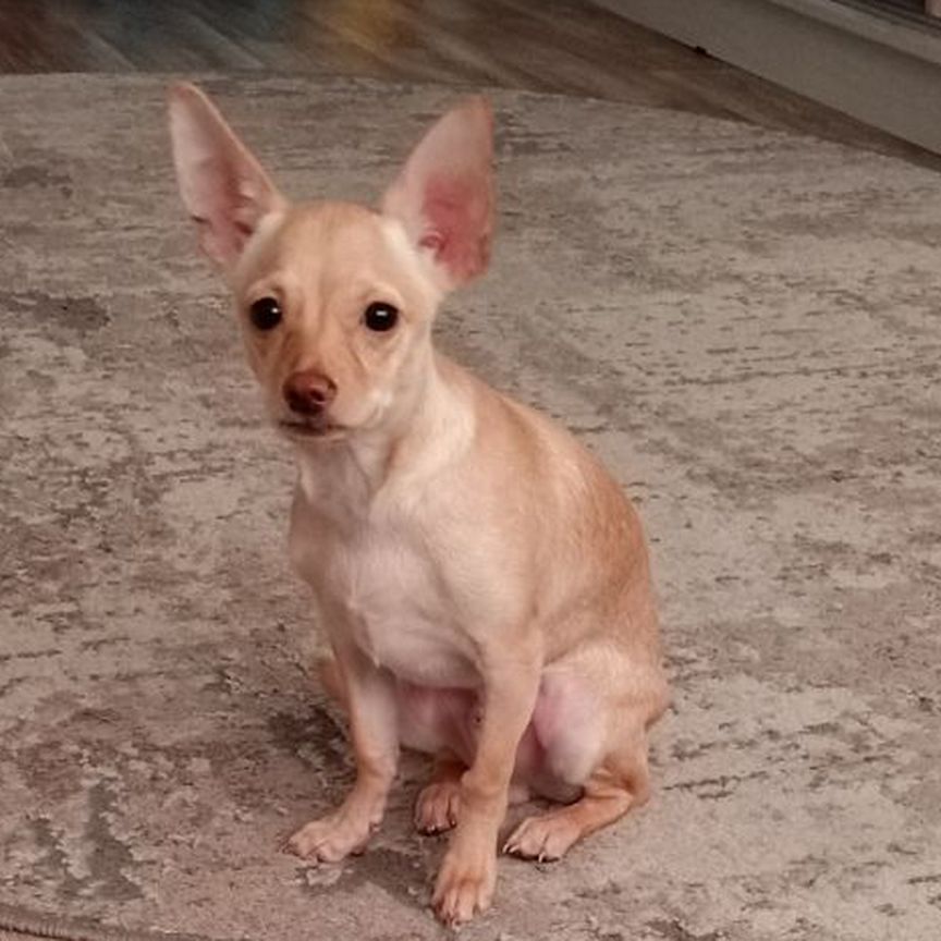 Чихуахуа, щенок