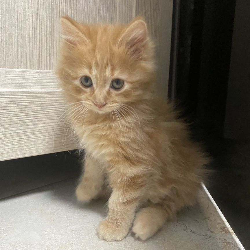 Котята курильский бобтейл