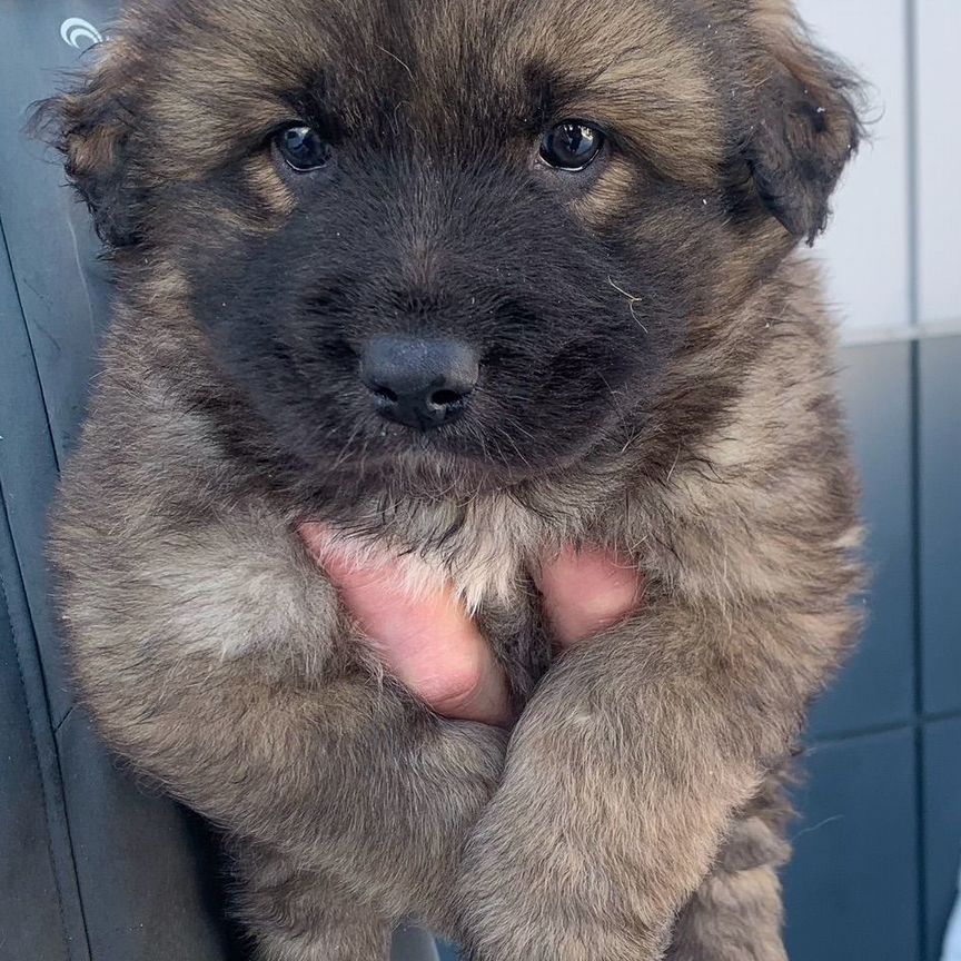 Щенки в добрые руки