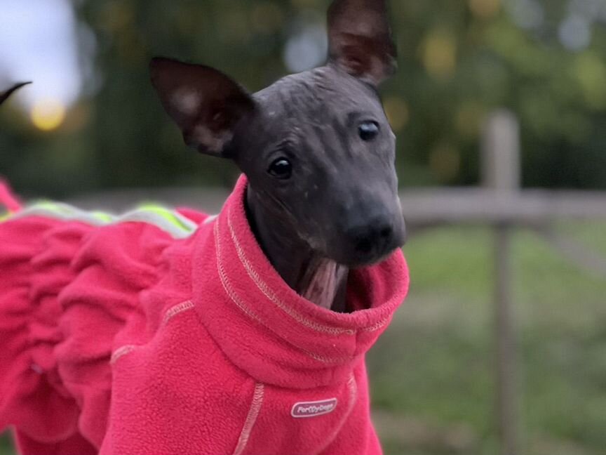 Щенок Американского Голого Терьера