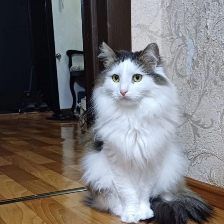 Умка (кот)