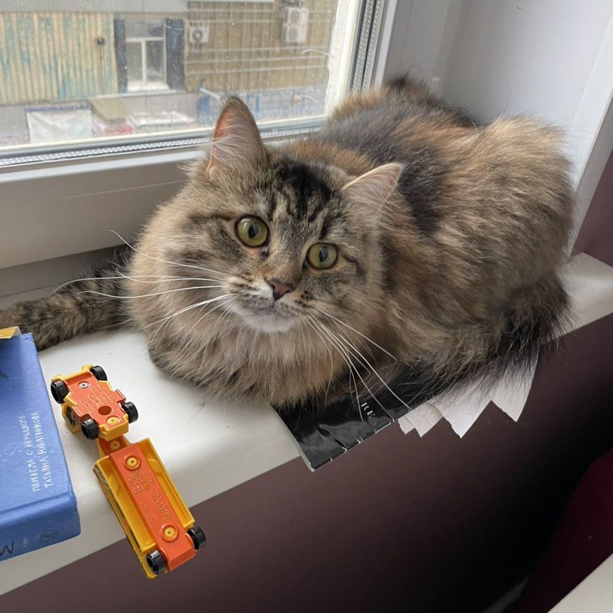 Сибирская кошка