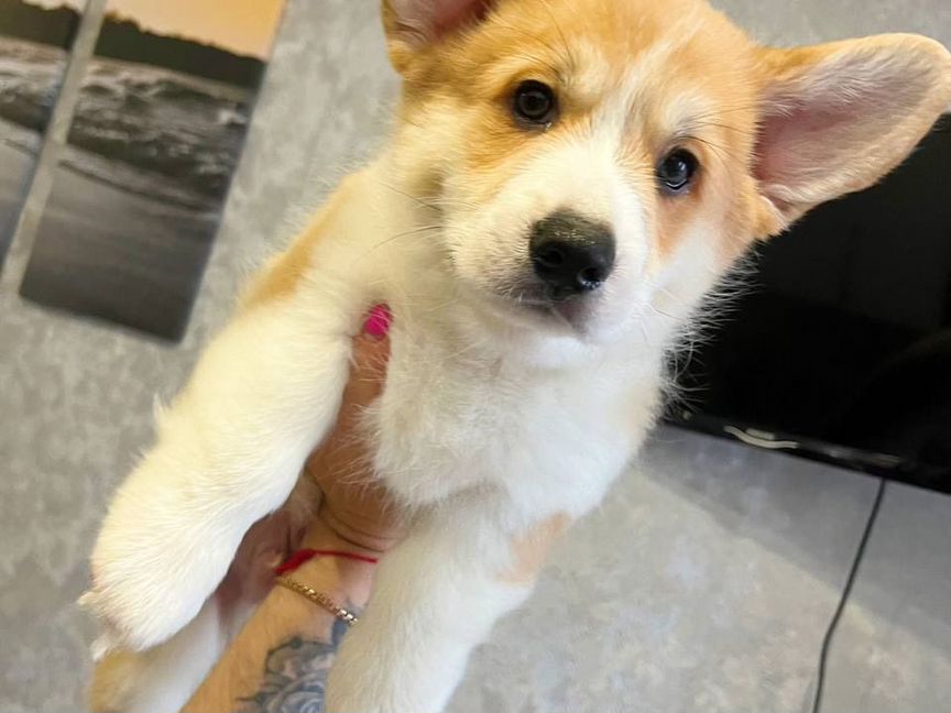 Мальчик корги пемброк шоу перспективный