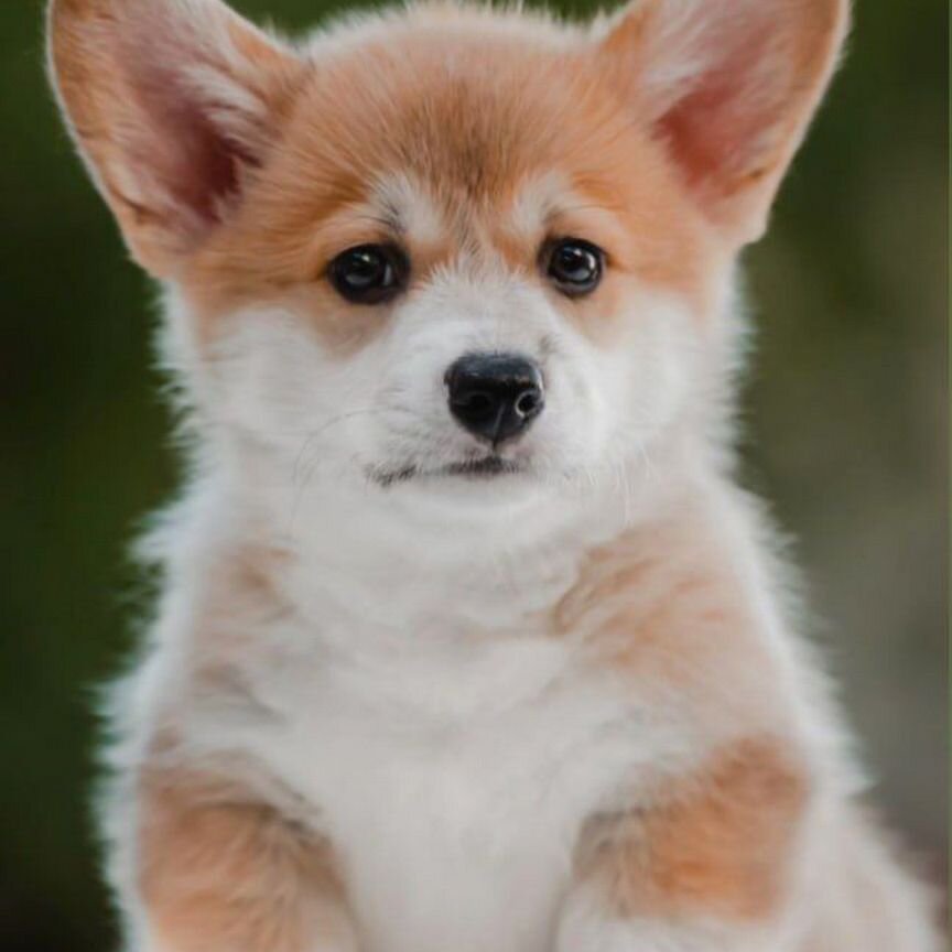 Щенки Вельш-Корги Пемброк