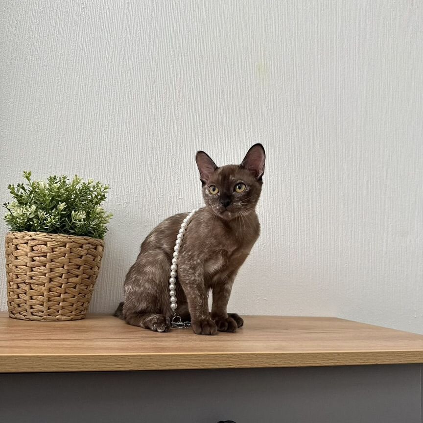 Бурманские котята
