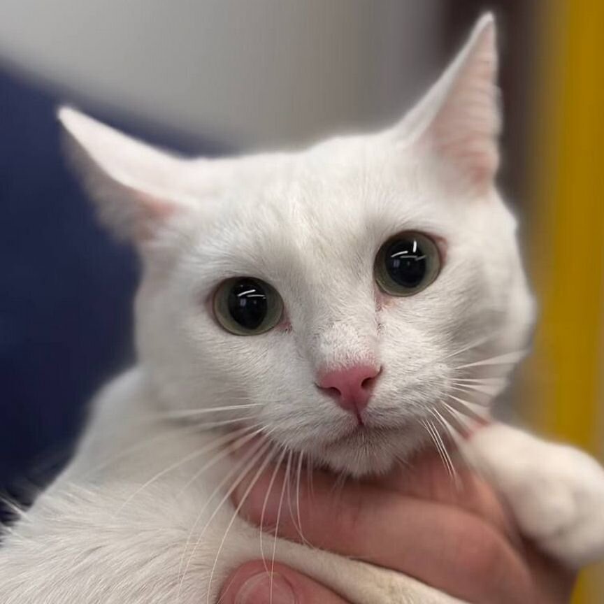 Турецкая ангора котёнок