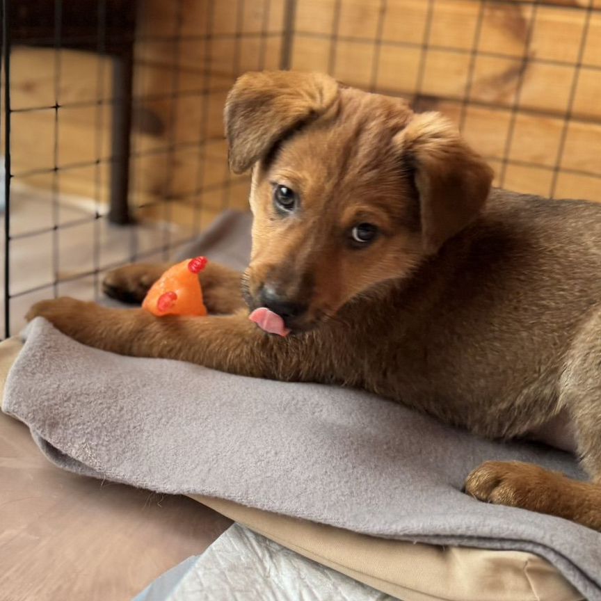 Щенок в добрые руки