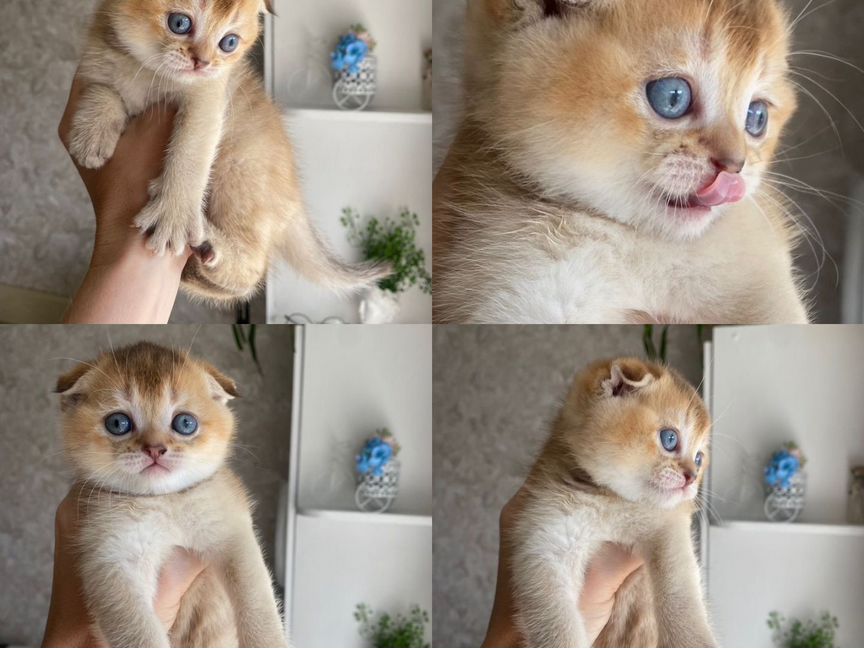 Британская золотая шиншилла фолд