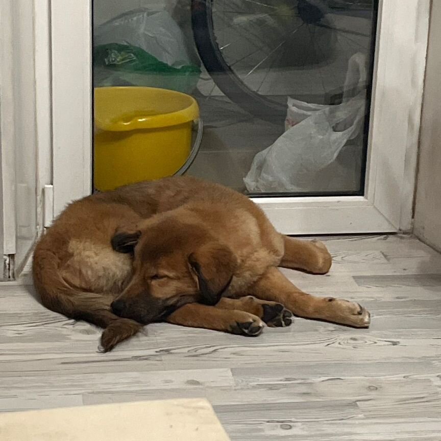 Щенок в добрые руки