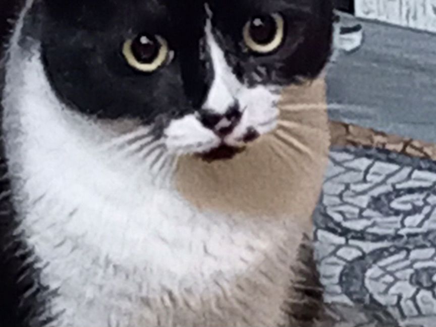 Кошки в добрые руки бесплатно