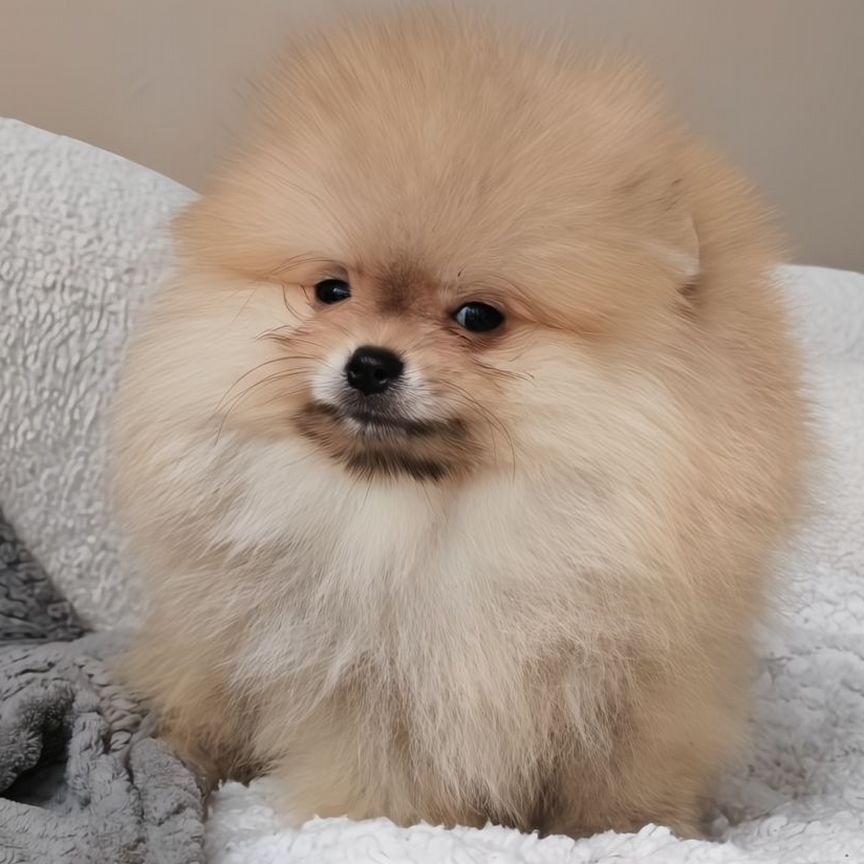 Померанский шпиц, щенок