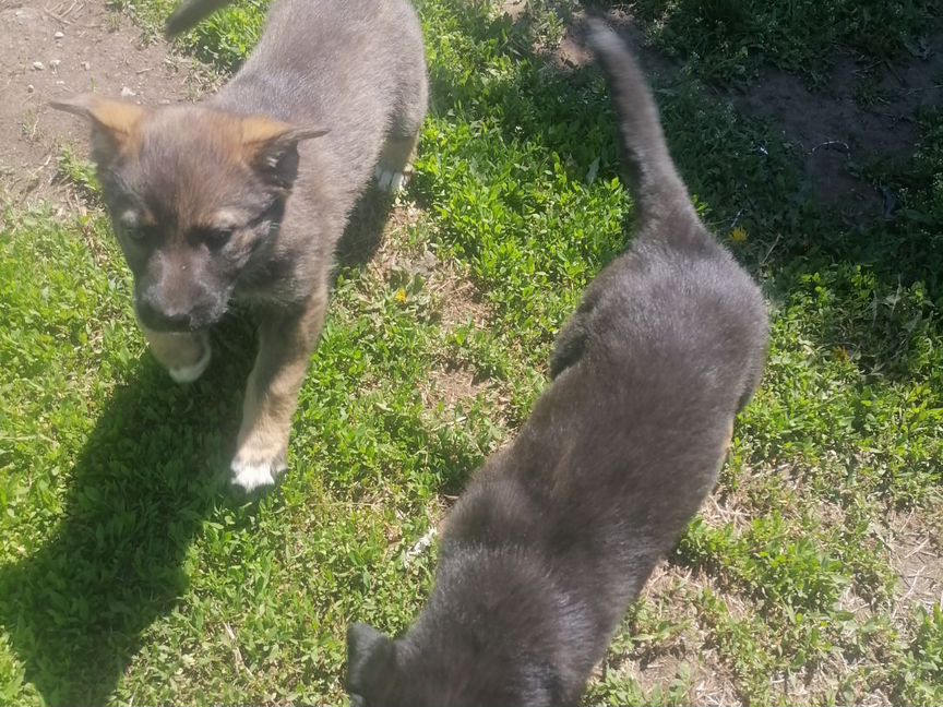 Щенок в добрые руки бесплатно