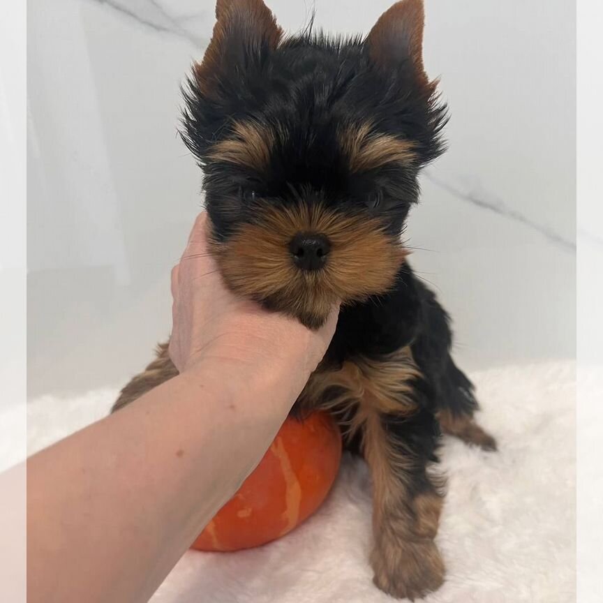 Йоркширский терьер, щенок