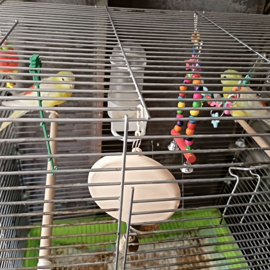 Певчий попугай