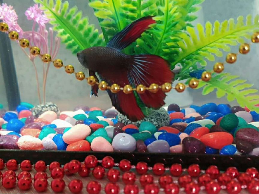 Аквариум 4 л