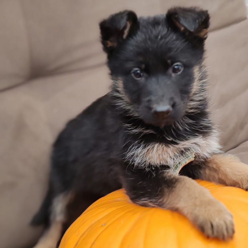 Немецкая овчарка