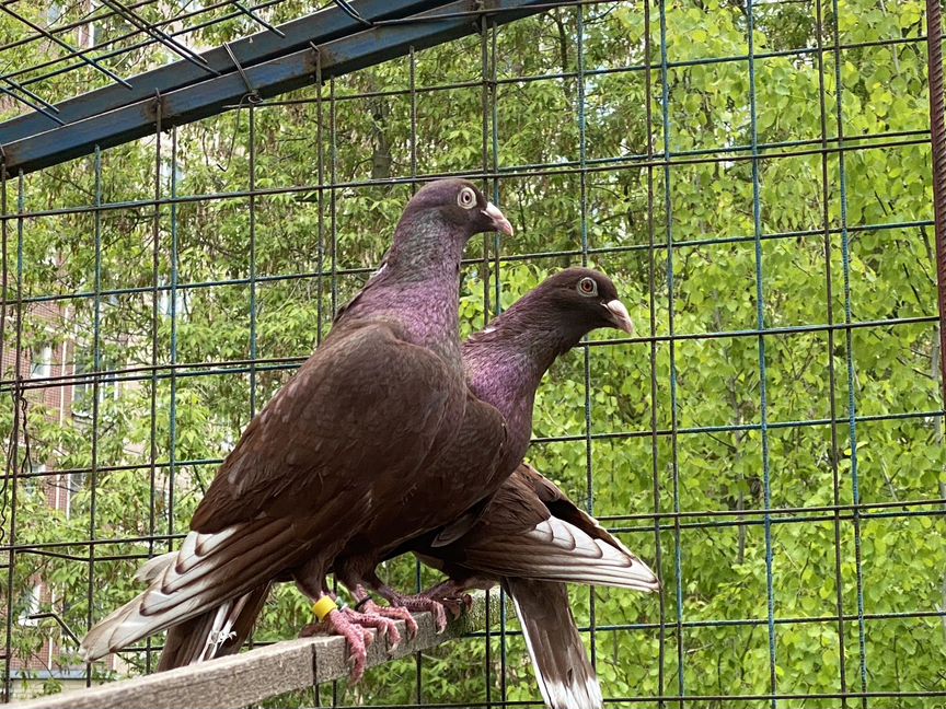 Голубь Чехи Красные. 3 пары понятые