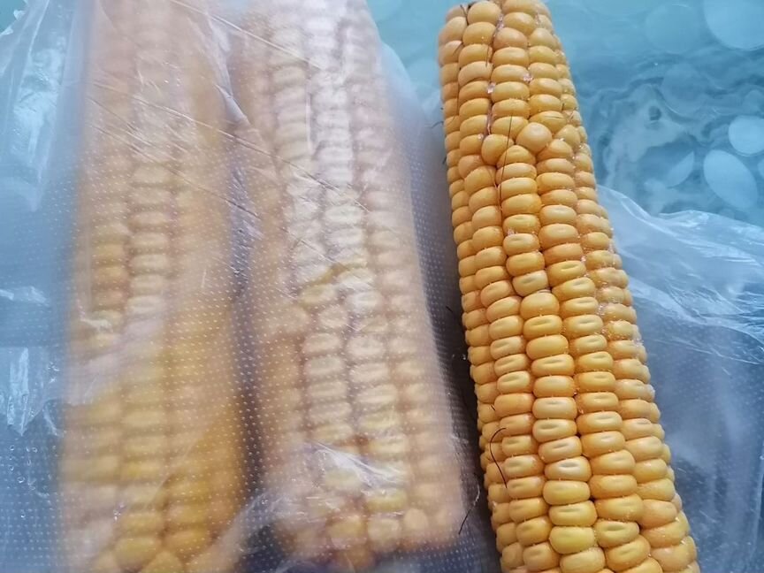 Кукуруза в початках