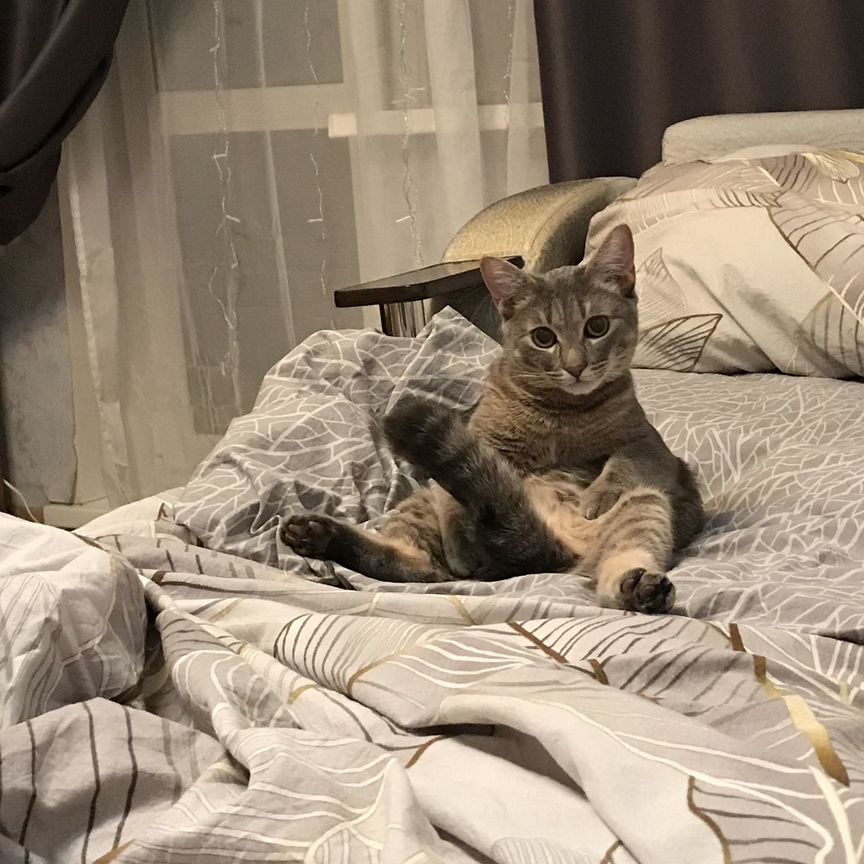 Взрослый кот в добрые руки