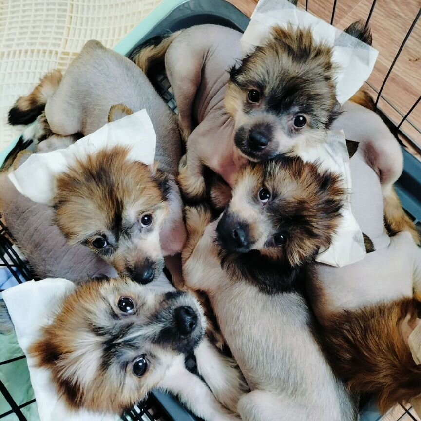 Щенки кхс