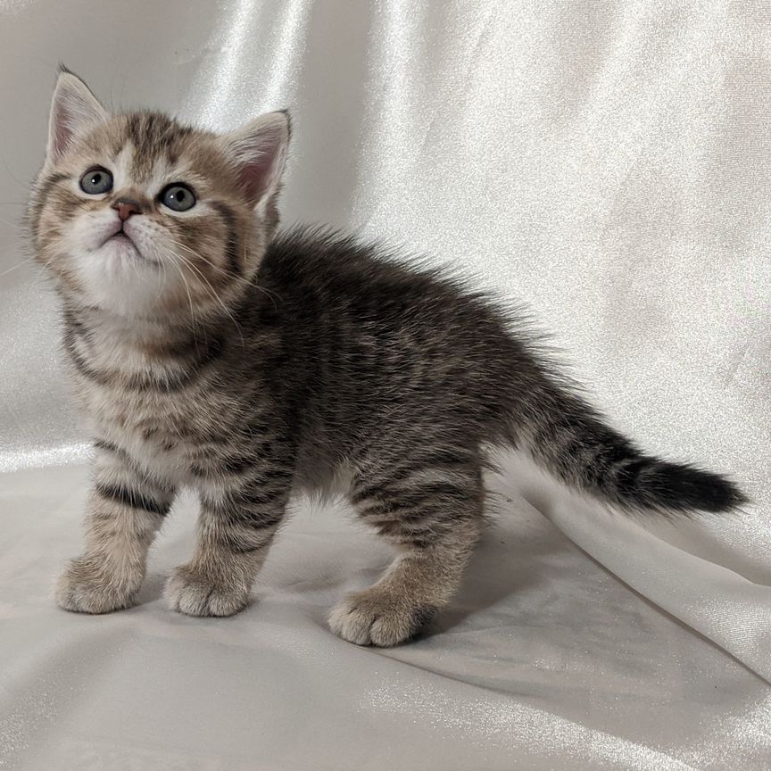 Британский котенок