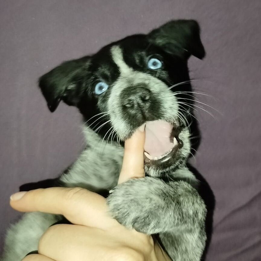 Голубоглазая девочка ищет дом