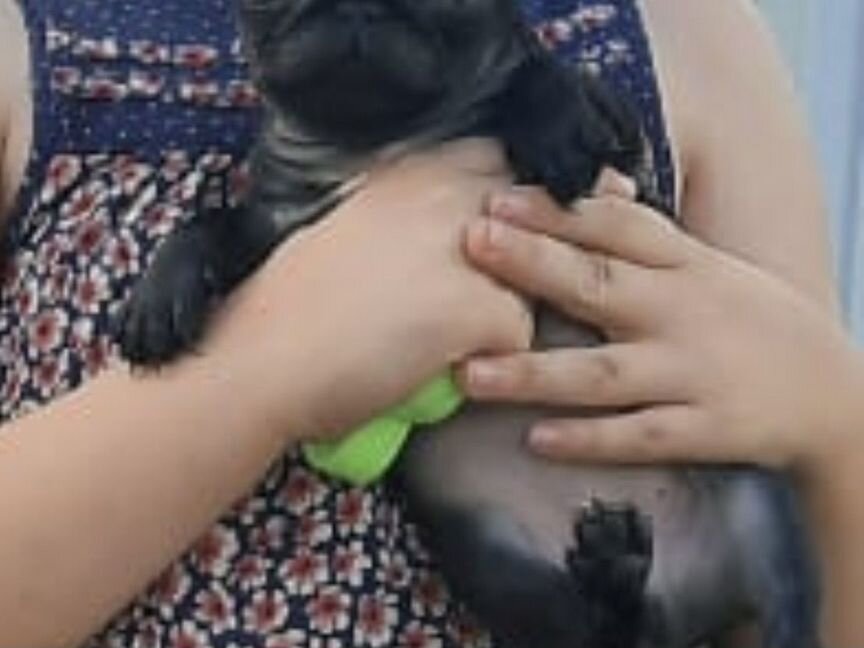 Щенок мопса