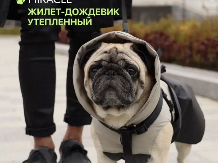 Плащ-дождевик на мопса или бульдога