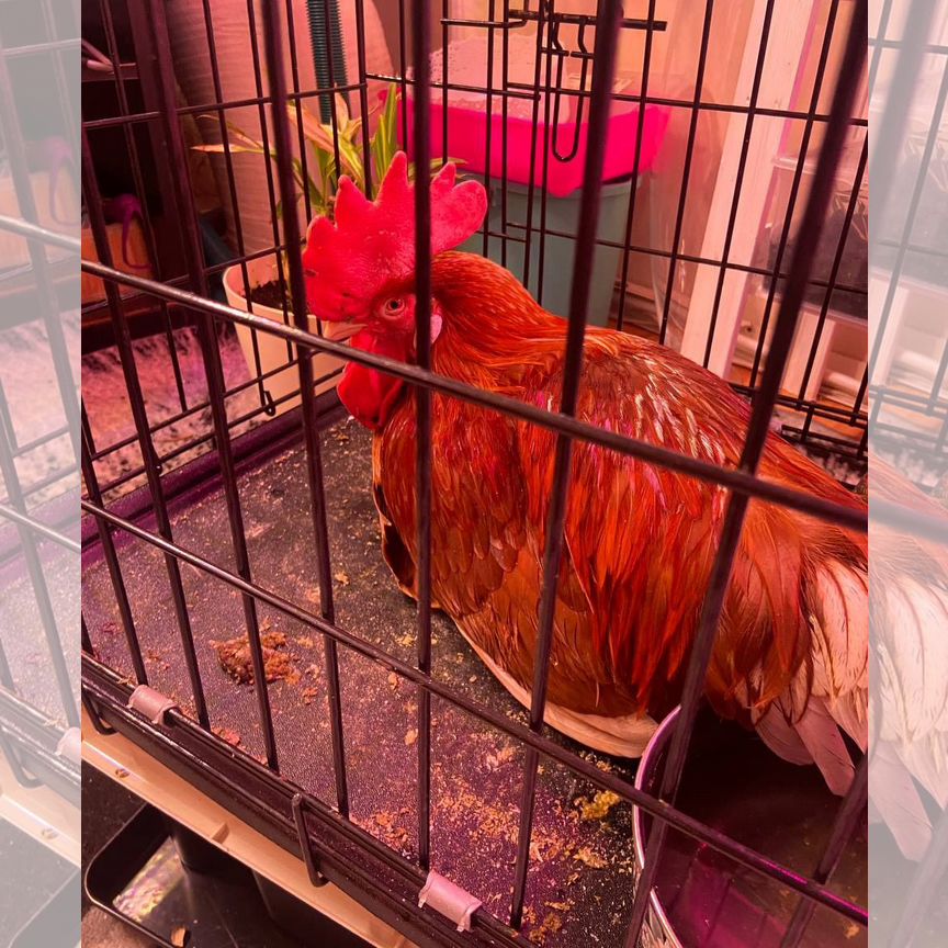 Петух молодой