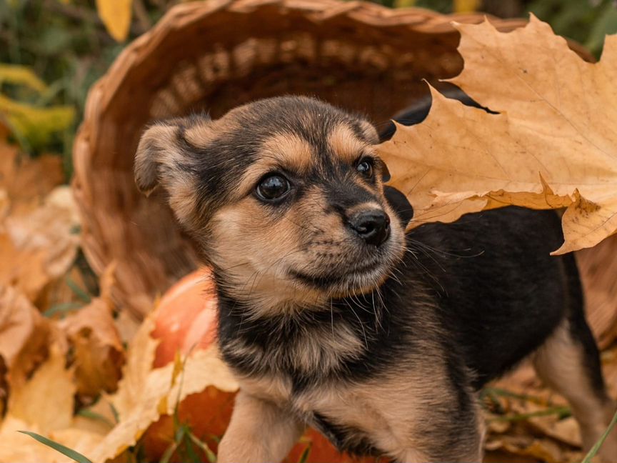 Щенок мальчик 2.5 месяца