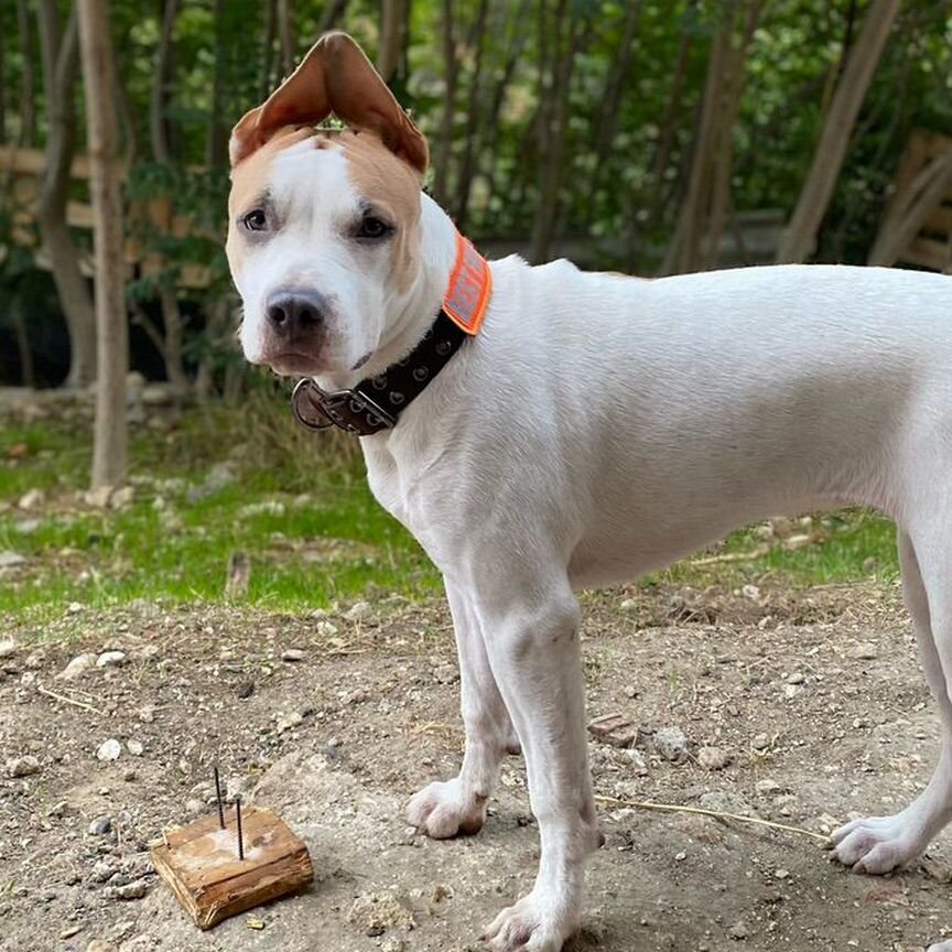 Отдам стаффа в самые лучшие руки