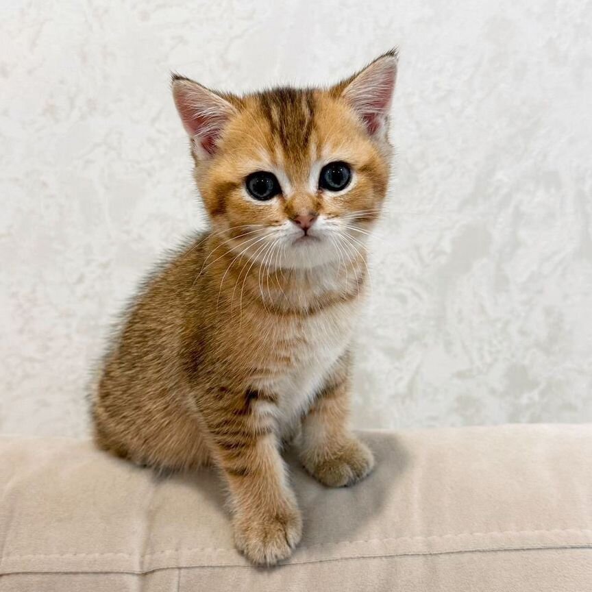 Котик золотая шиншилла