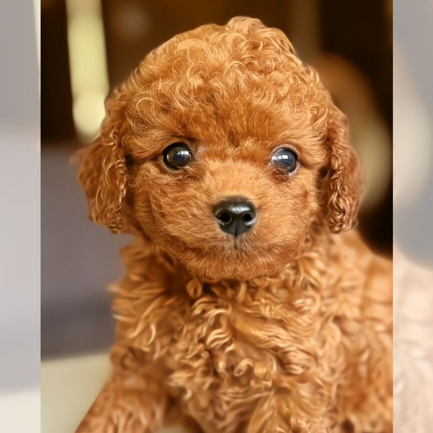 Той-пудель, щенок