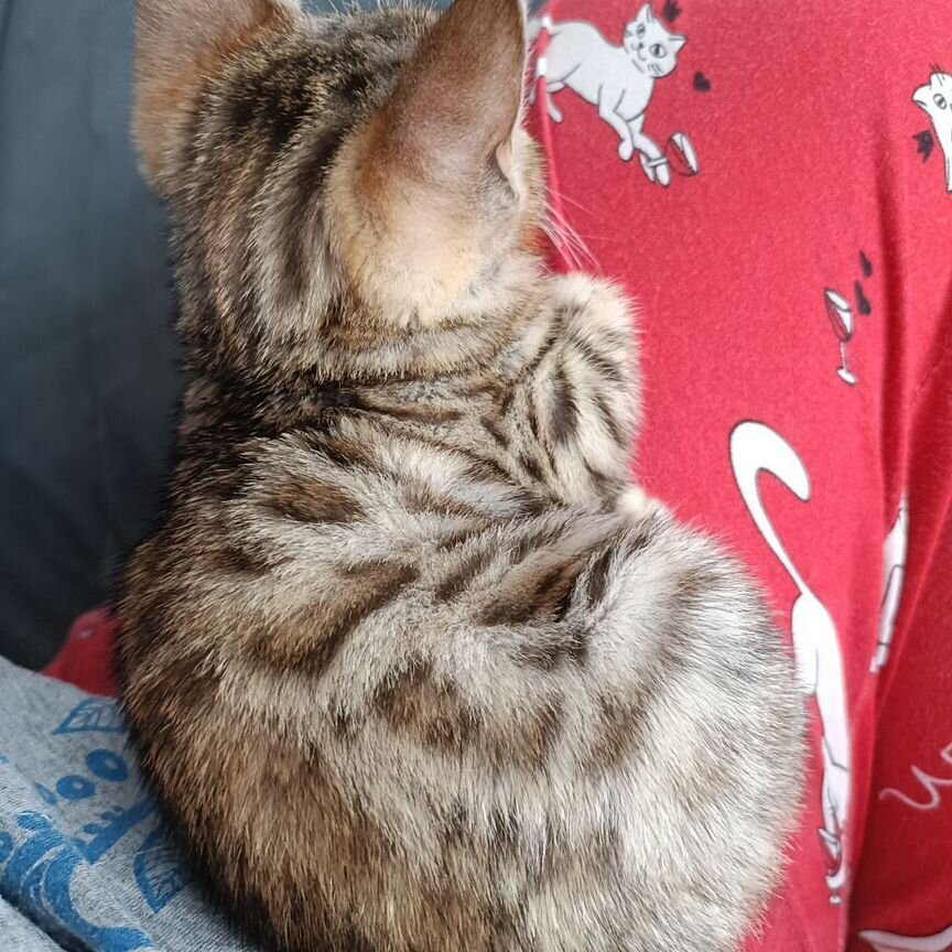 Бенгальская кошечка